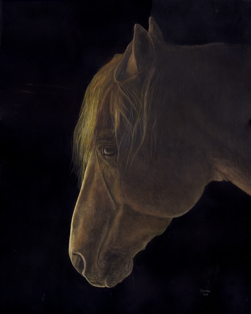 Ace, an Arizona Quarter Horse by Paul Hopman, scratchboard artist